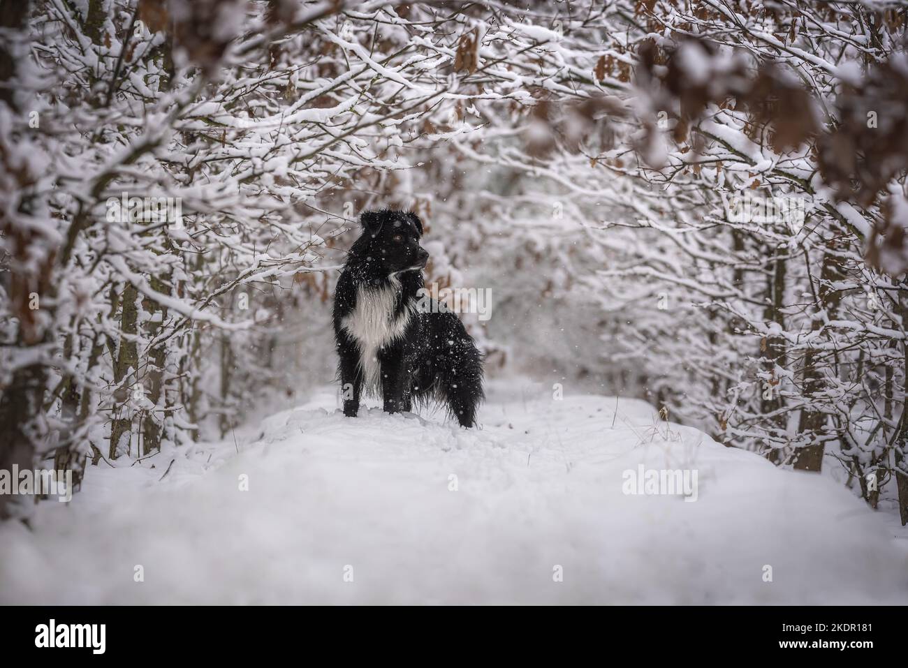 Australian Shepherd in the snow Stock Photo - Alamy