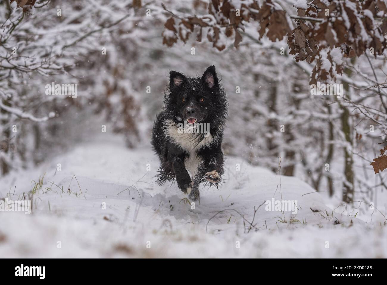 Australian Shepherd in the snow Stock Photo - Alamy