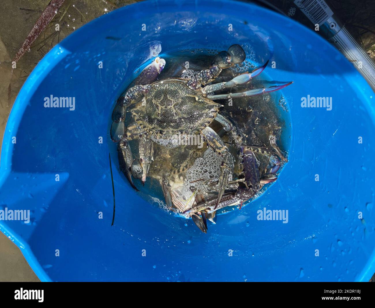 Fresh crab hunting Stock Photo - Alamy