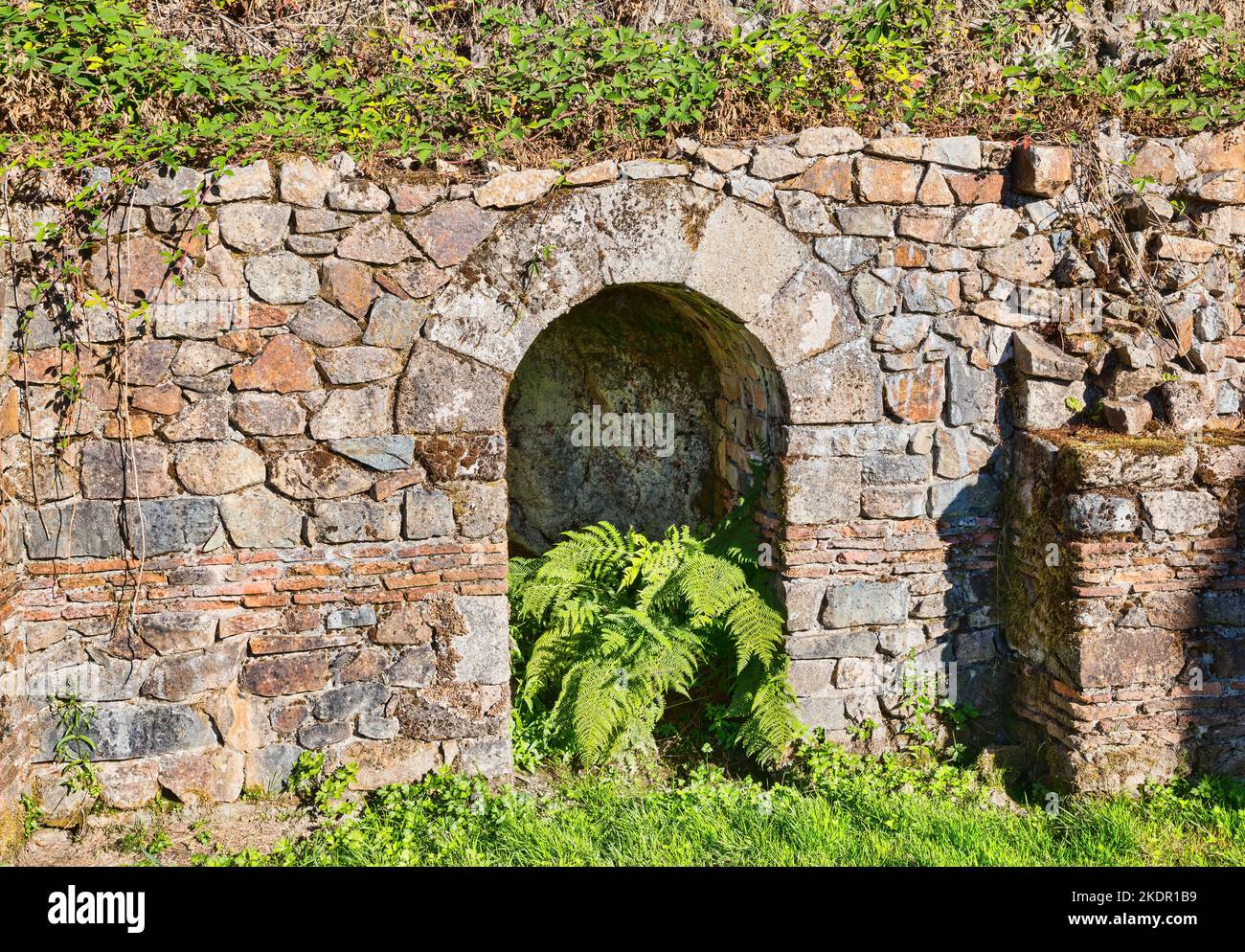 een mooie groene varen in een oude stenen muur Stock Photo - Alamy