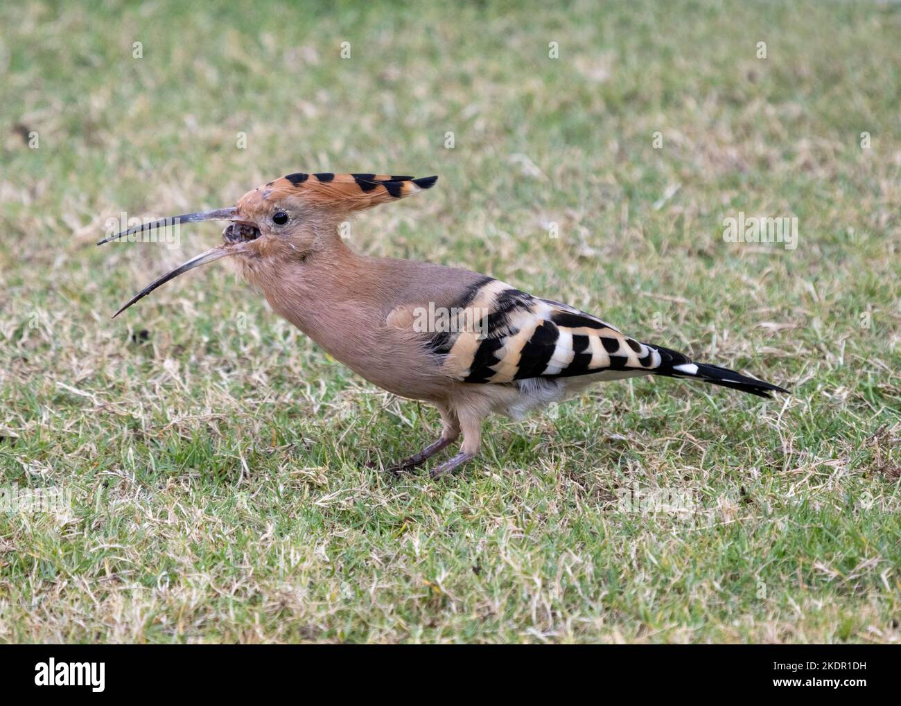 Hudhud hi-res stock photography and images - Alamy