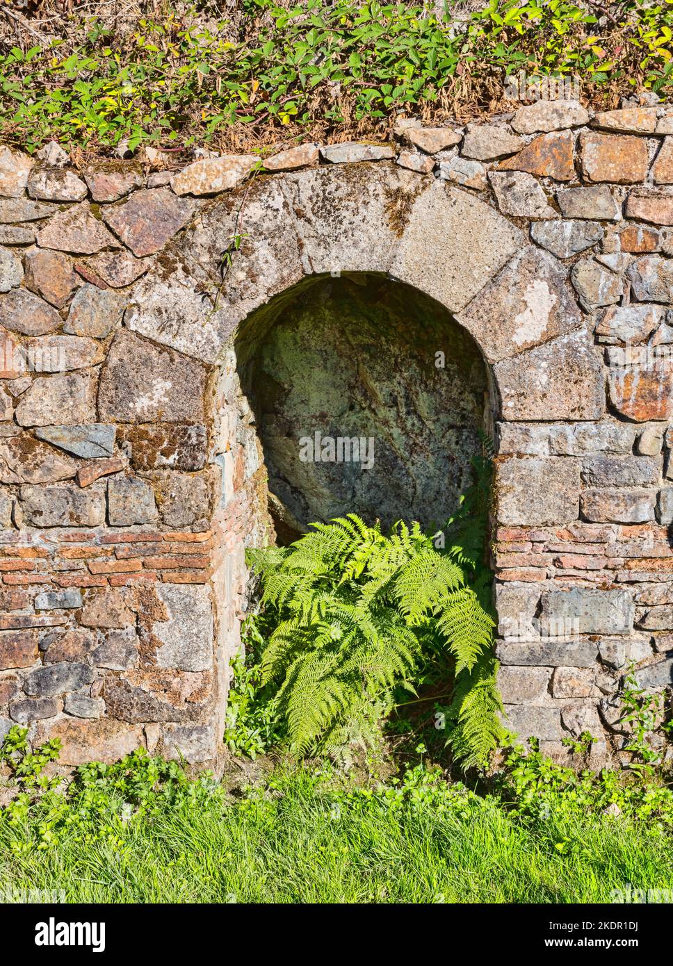 een mooie groene varen in een oude stenen muur Stock Photo - Alamy
