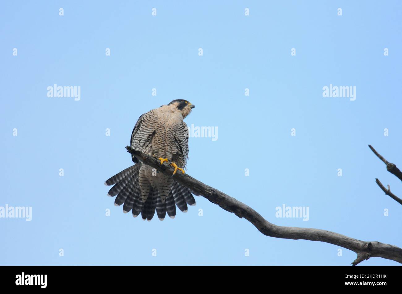 Peregrine falcon new york hi-res stock photography and images - Alamy