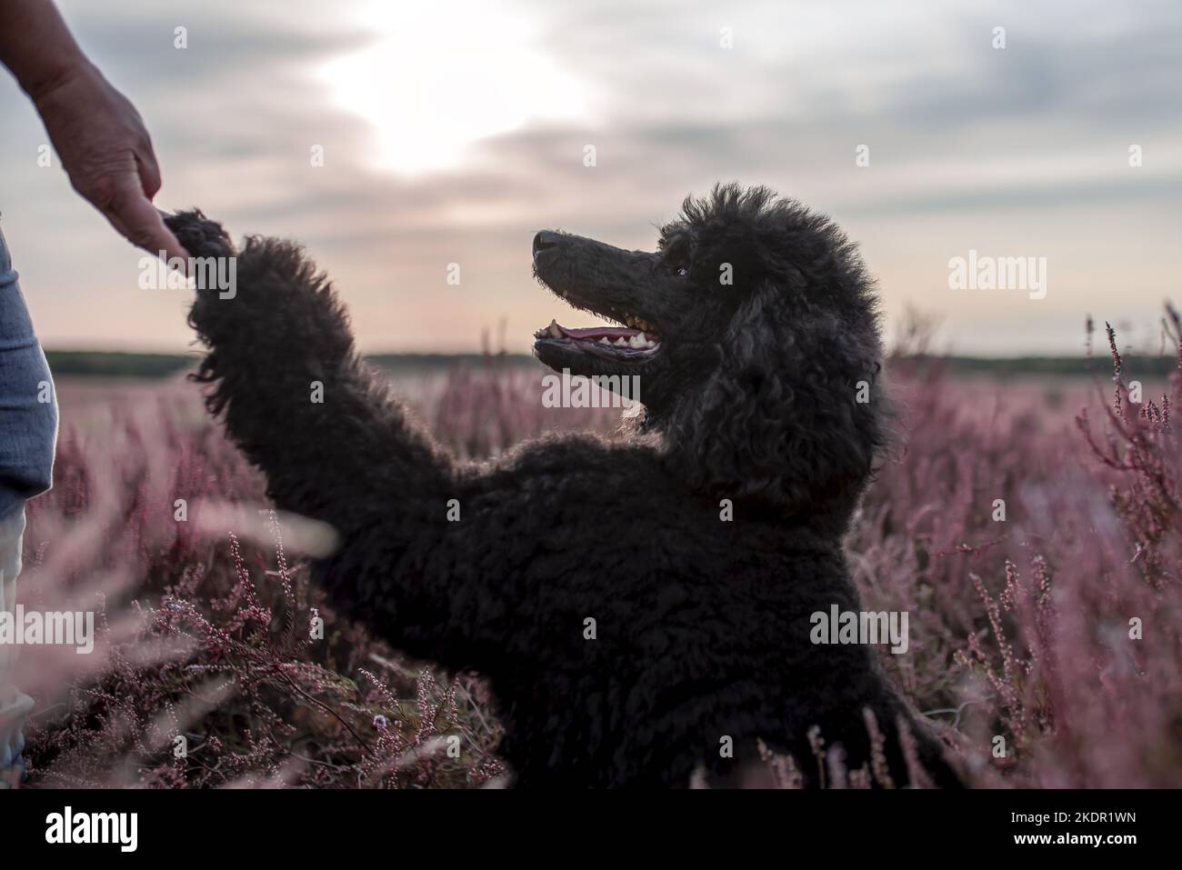 Giant Poodle gives paw Stock Photo - Alamy