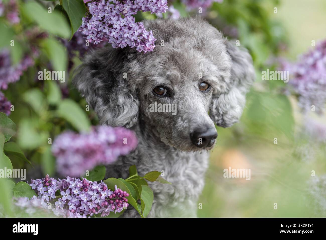 Standard Poodle Portrait Stock Photo - Alamy