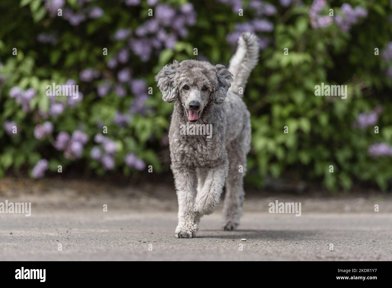 trotting Standard Poodle Stock Photo - Alamy