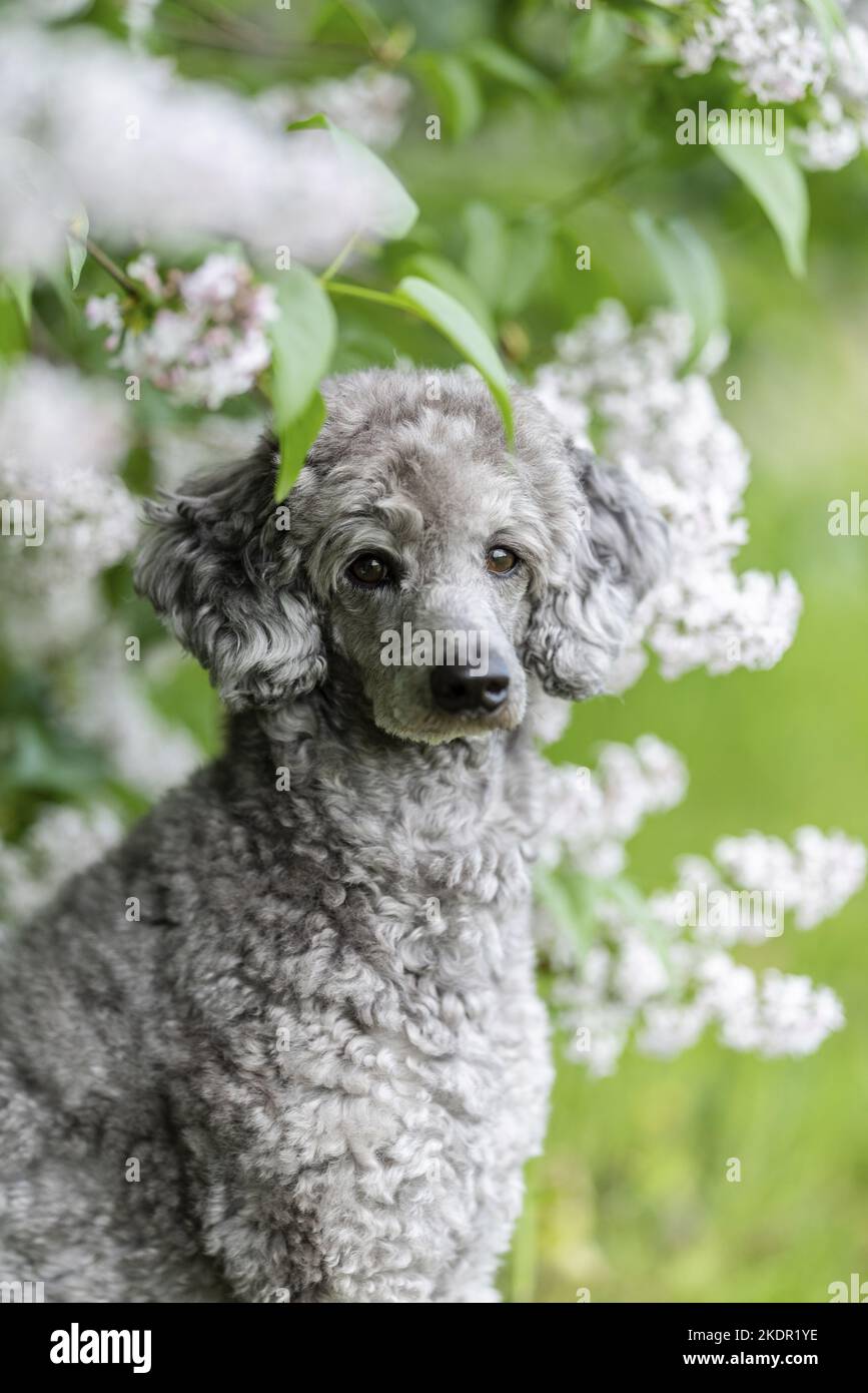 Standard Poodle Portrait Stock Photo - Alamy