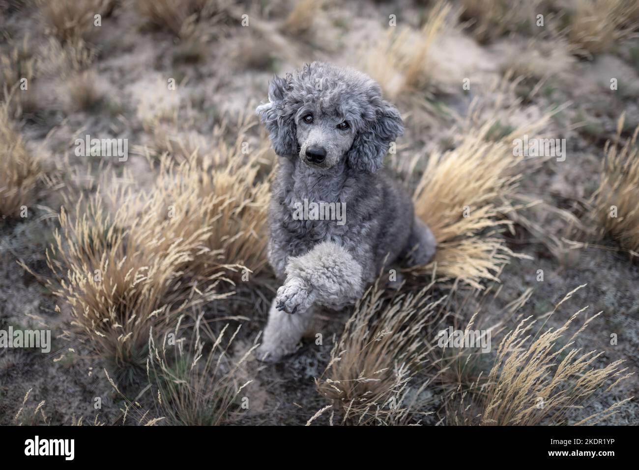 Standard Poodle gives paw Stock Photo - Alamy