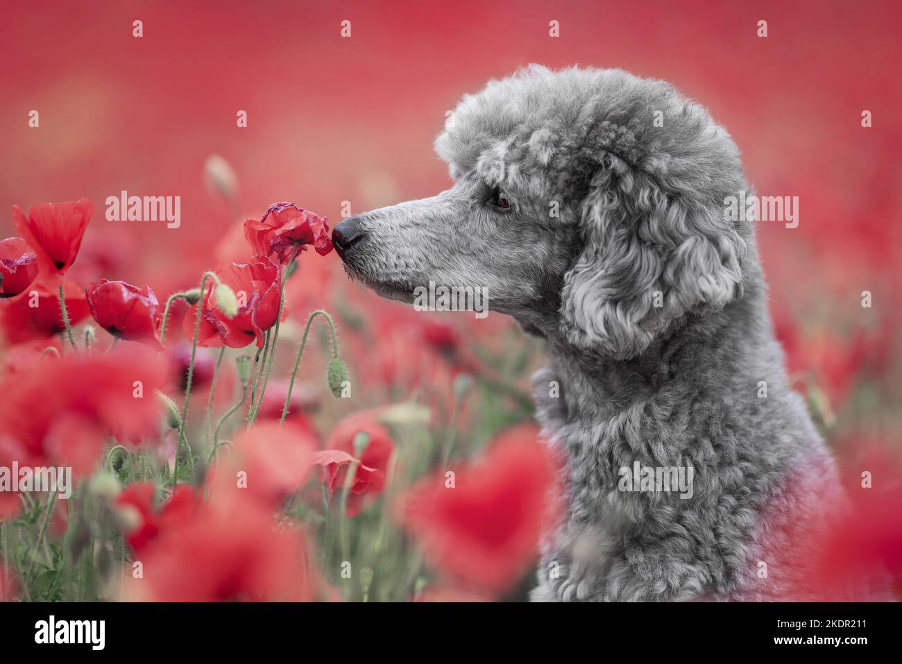 Standard Poodle Portrait Stock Photo - Alamy