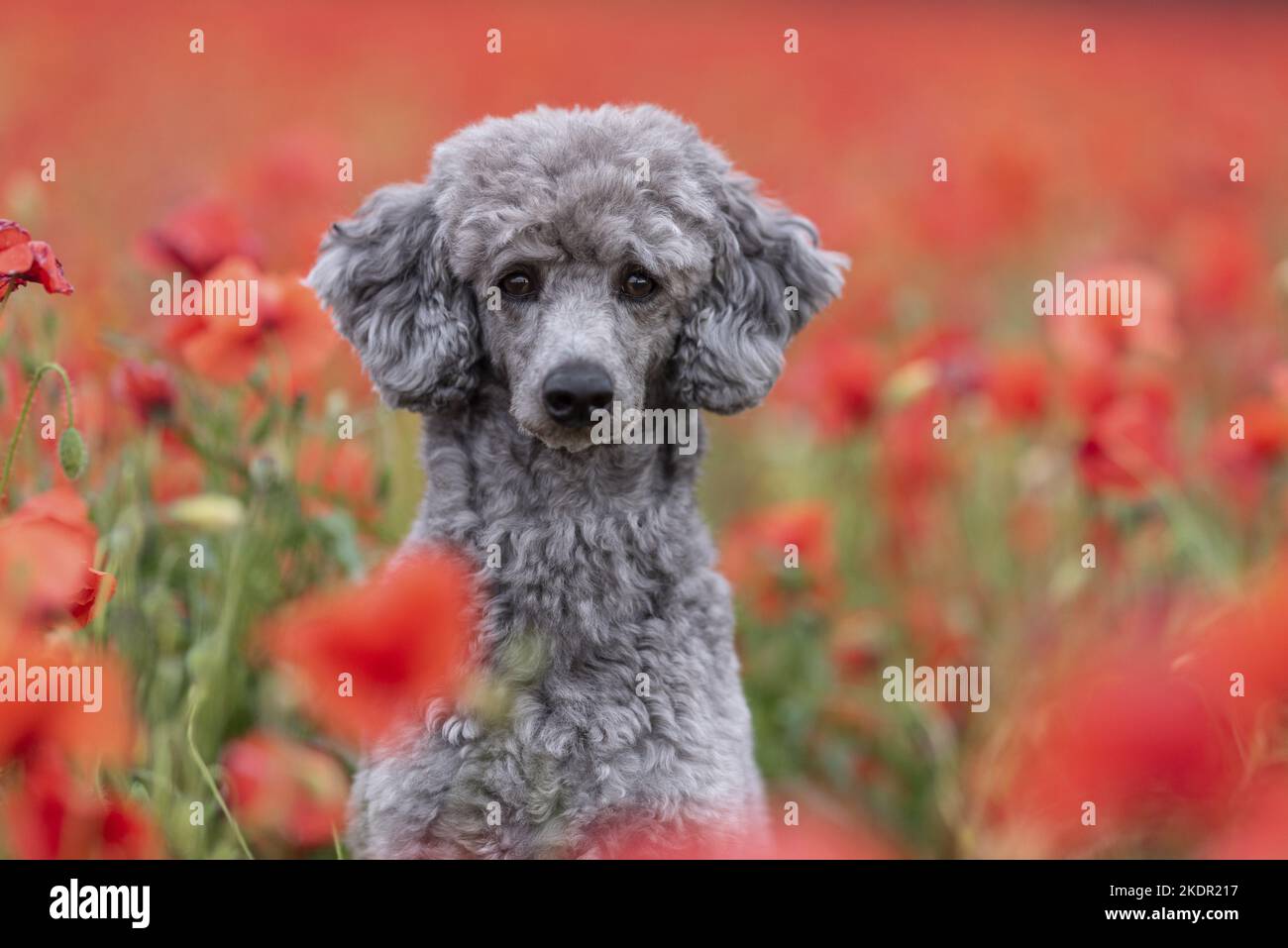 Standard Poodle Portrait Stock Photo - Alamy