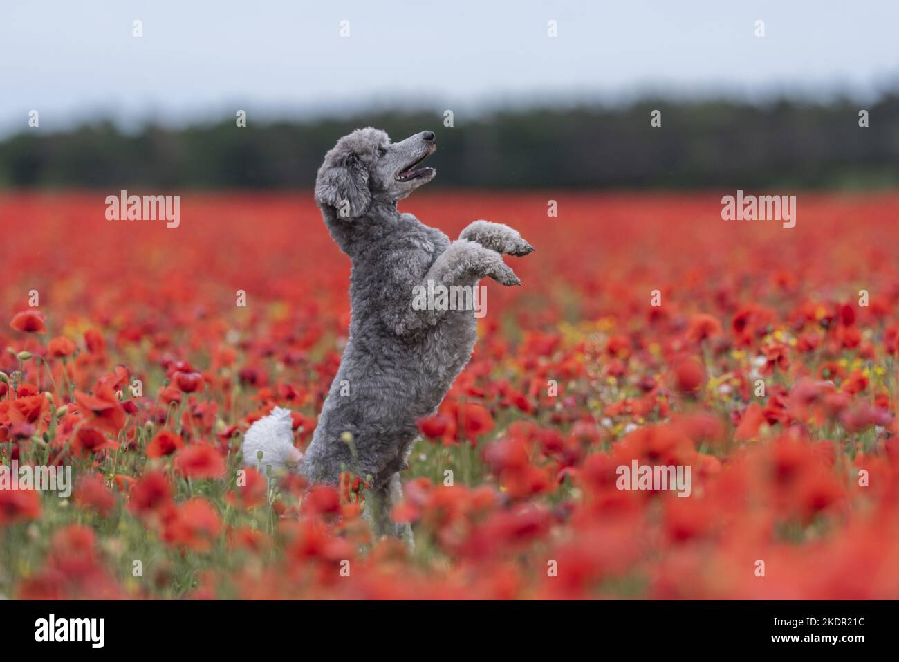 begging Standard Poodle Stock Photo - Alamy