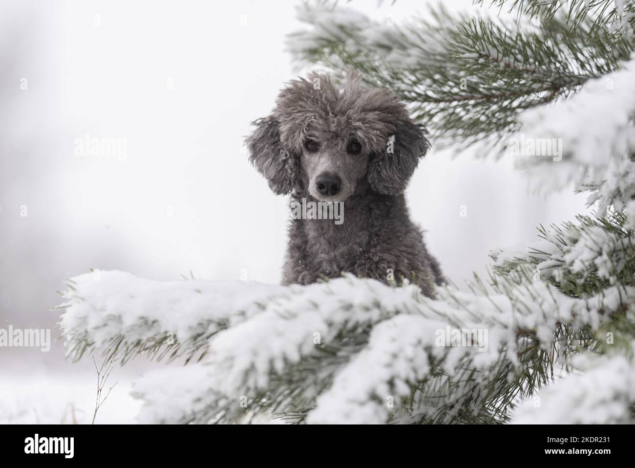 Standard Poodle Portrait Stock Photo - Alamy