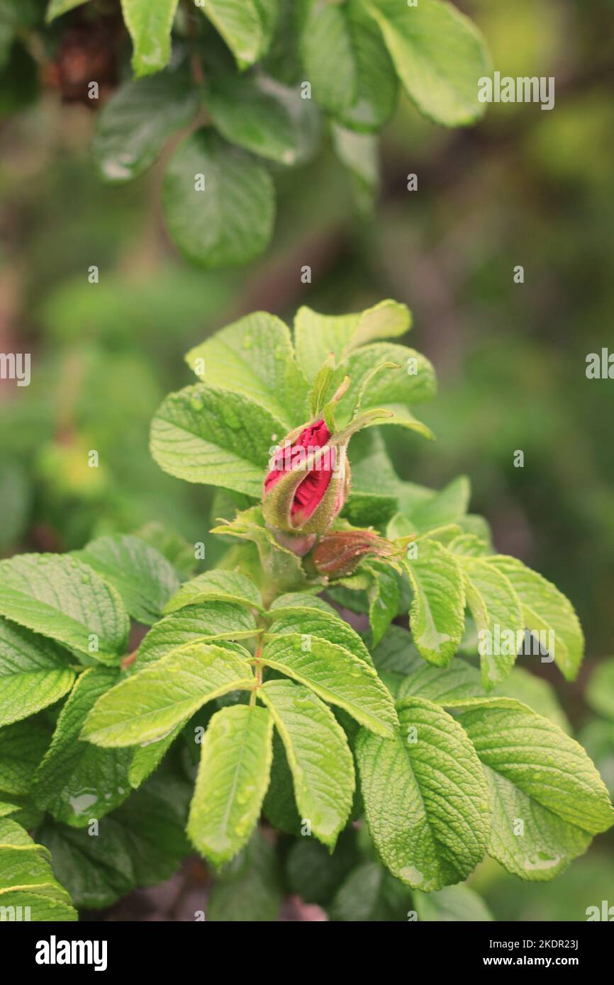 Beautiful spring roses budding on the bush Stock Photo - Alamy