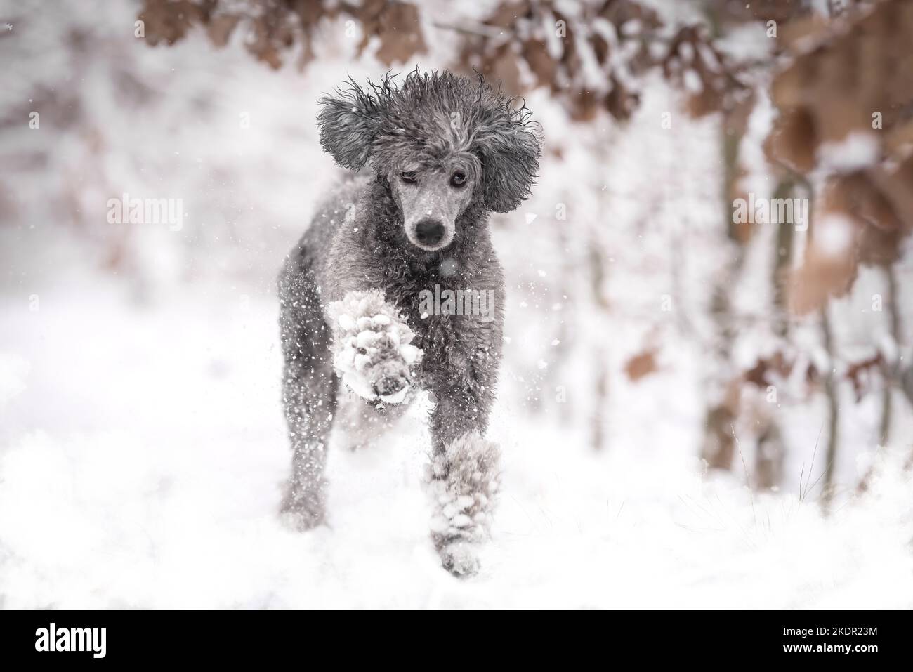 running Standard Poodle Stock Photo - Alamy