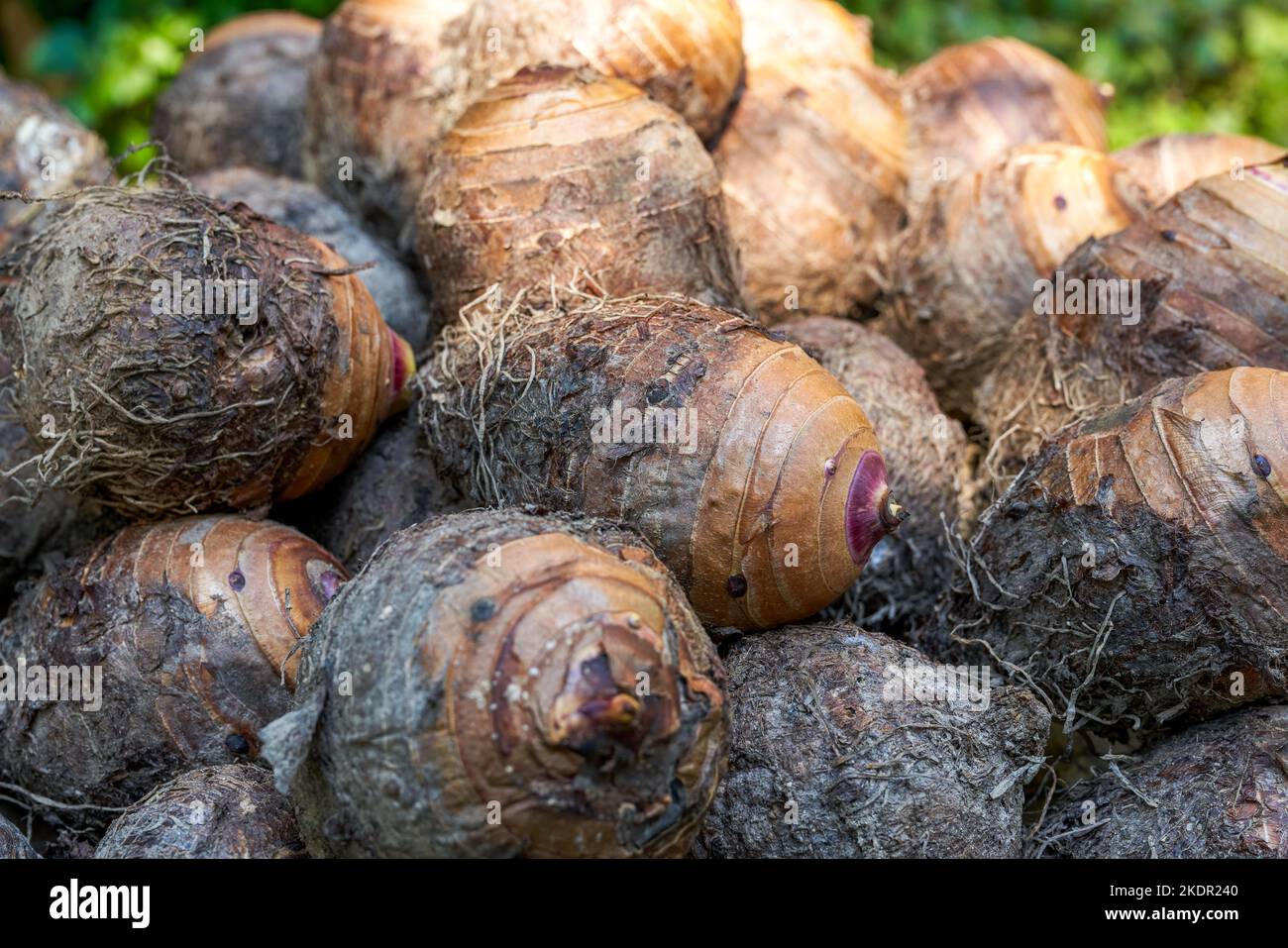 Close-up of a pile of fresh large taro at the harvest festival Stock ...