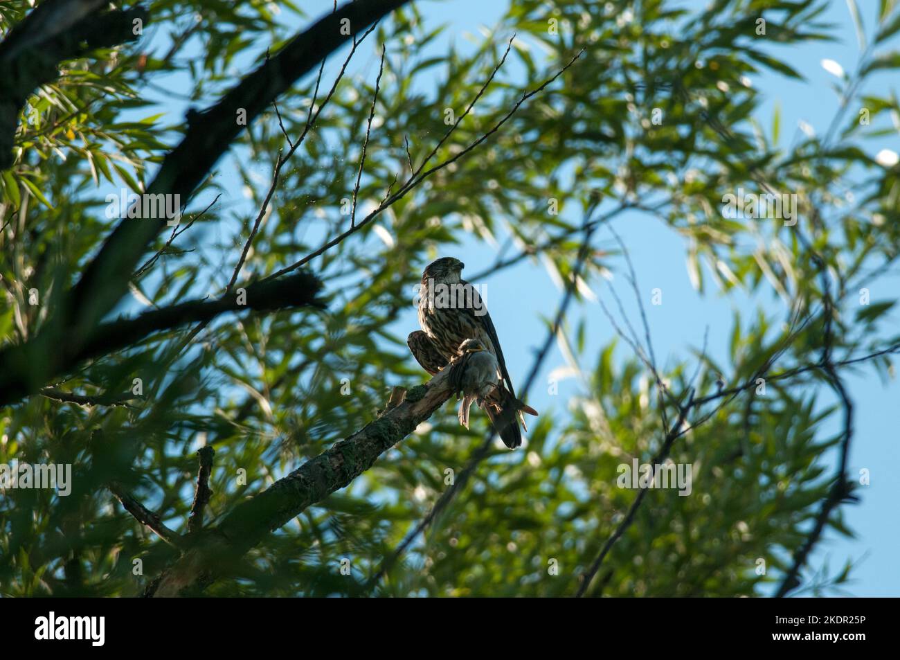 Merlin falcon in tree hi-res stock photography and images - Alamy