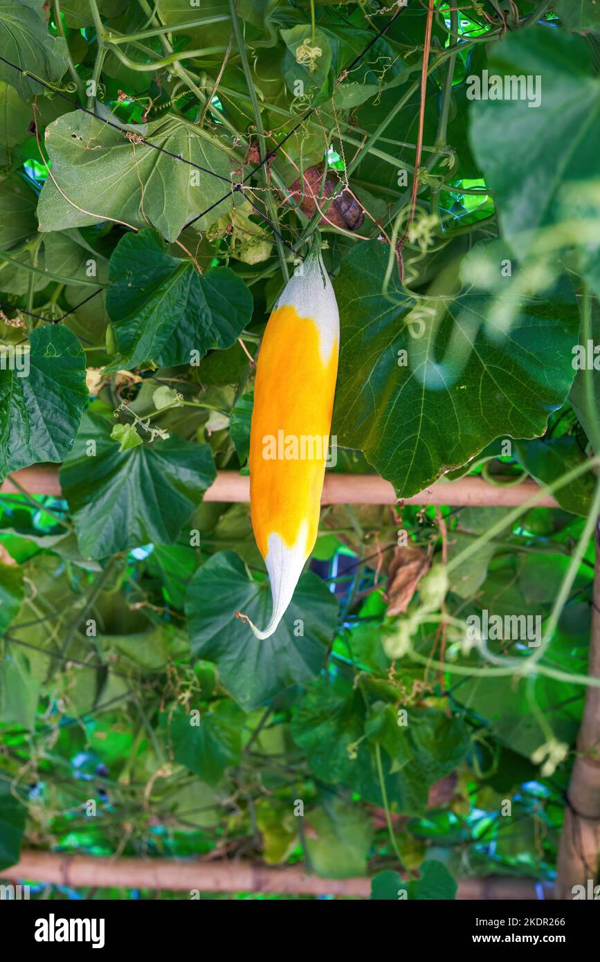 Snake farm china hi-res stock photography and images - Alamy