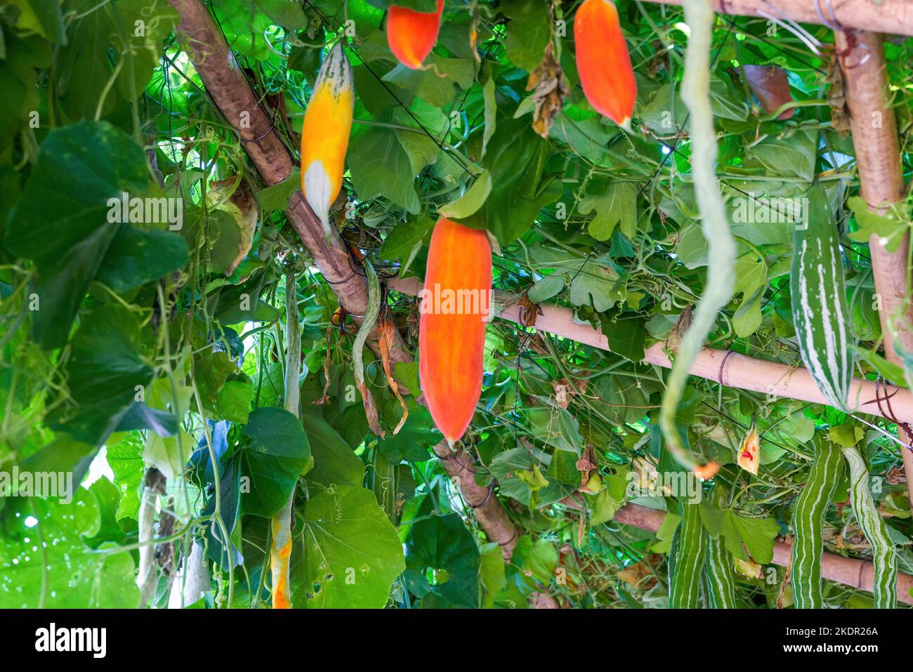 Snake gourd plants hi-res stock photography and images - Alamy