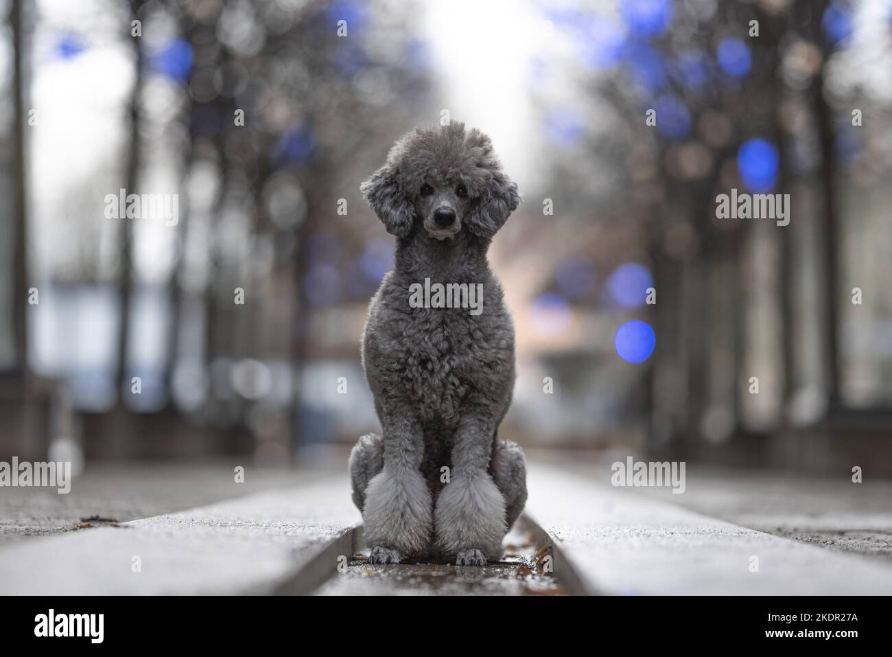 sitting Standard Poodle Stock Photo - Alamy