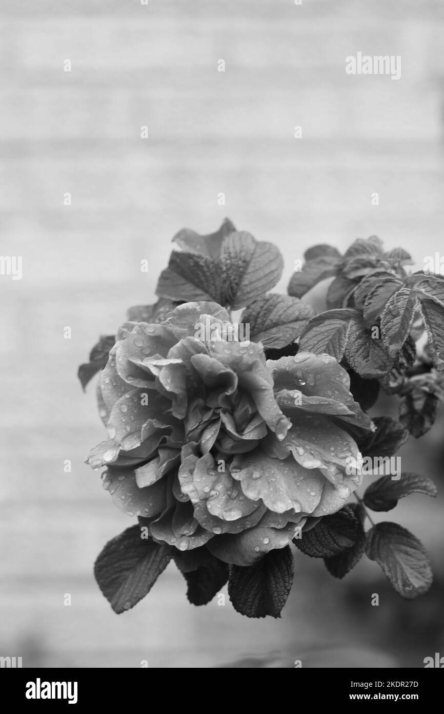 Beautiful spring roses budding on the bush in a black and white ...