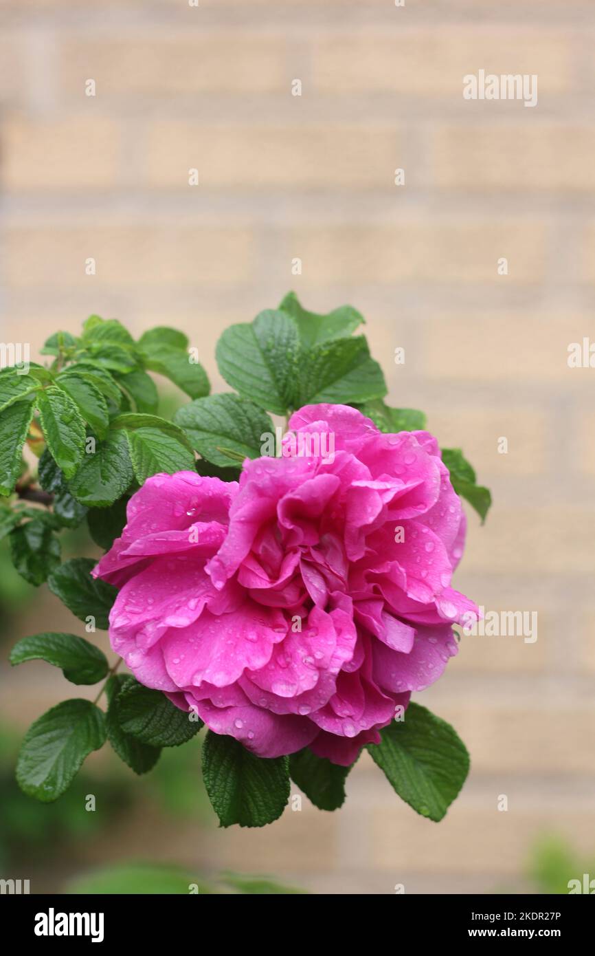 Beautiful spring roses budding on the bush Stock Photo - Alamy