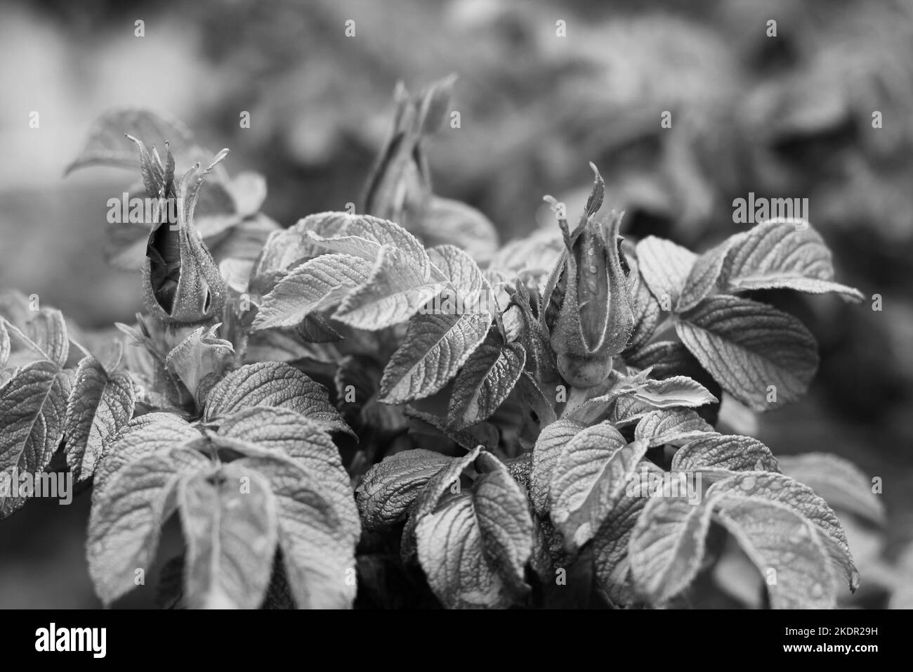Beautiful spring roses budding on the bush in a black and white ...