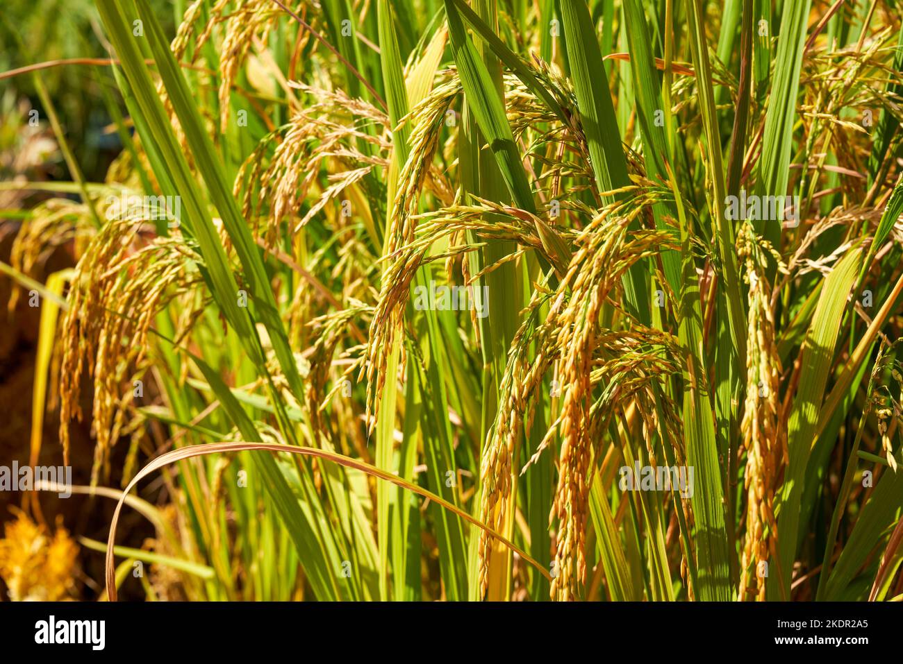 Dense with close grains hi-res stock photography and images - Alamy