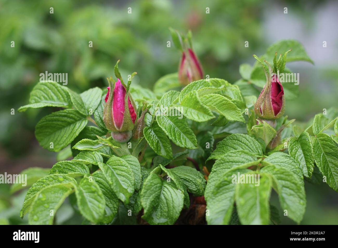 Beautiful spring roses budding on the bush Stock Photo - Alamy