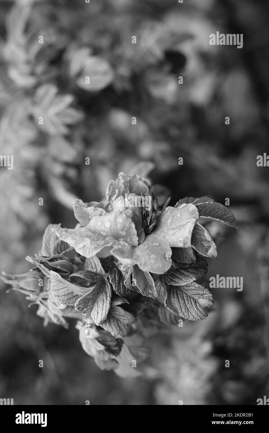 Beautiful spring roses budding on the bush in a black and white ...