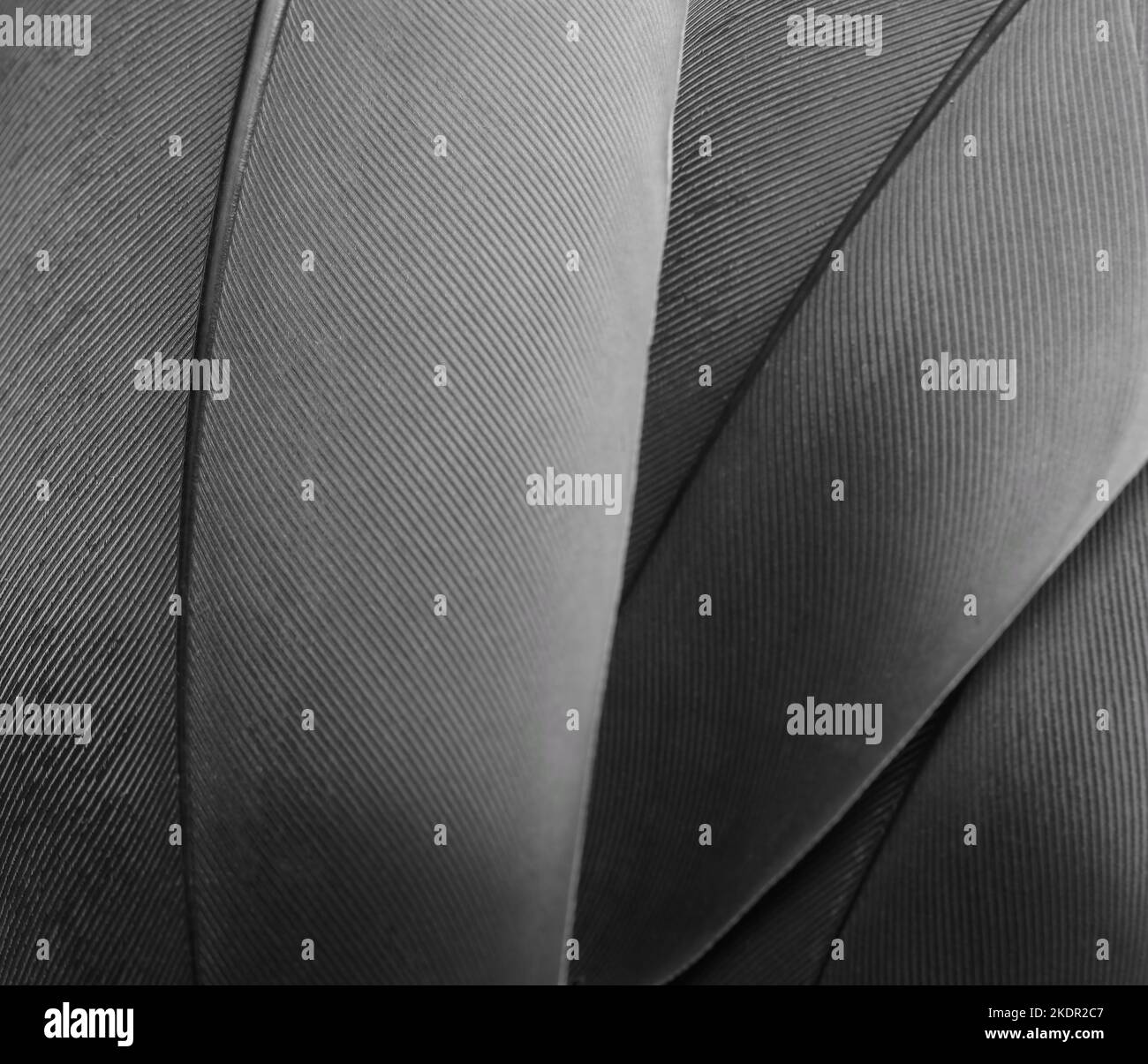 Grey feathers closeup shot. dark black and grey feathers background ...