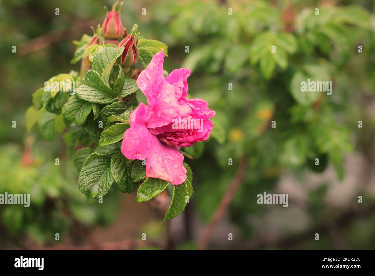Beautiful spring roses budding on the bush Stock Photo - Alamy