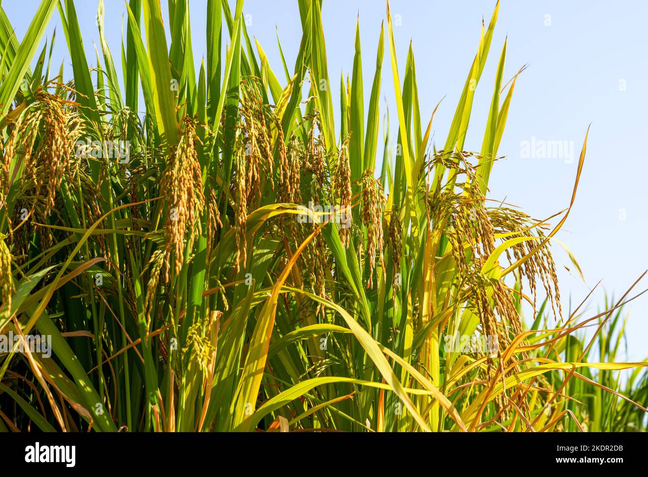 Dense with close grains hi-res stock photography and images - Alamy