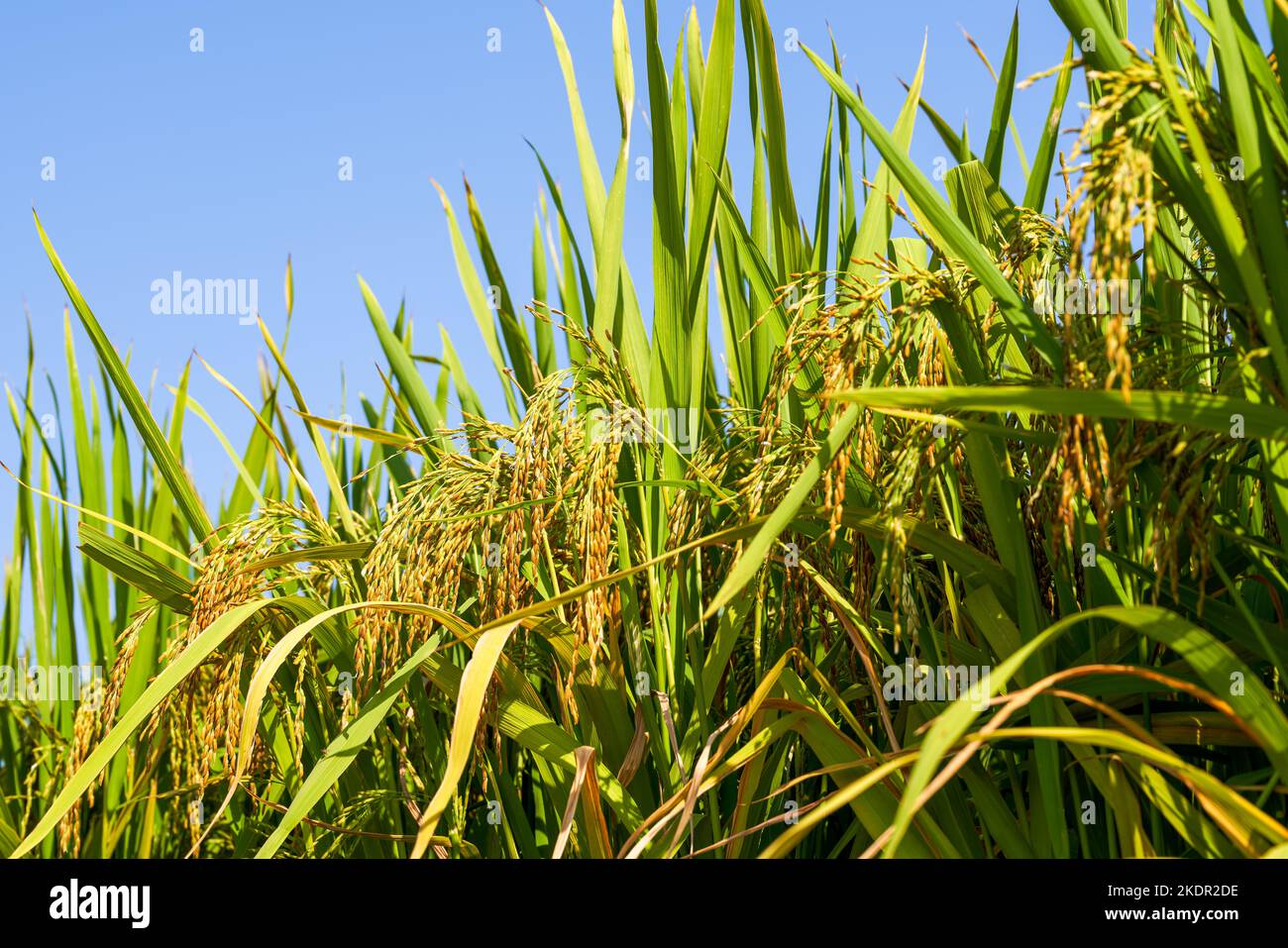 Mature golden yellow rice farmland hi-res stock photography and images ...