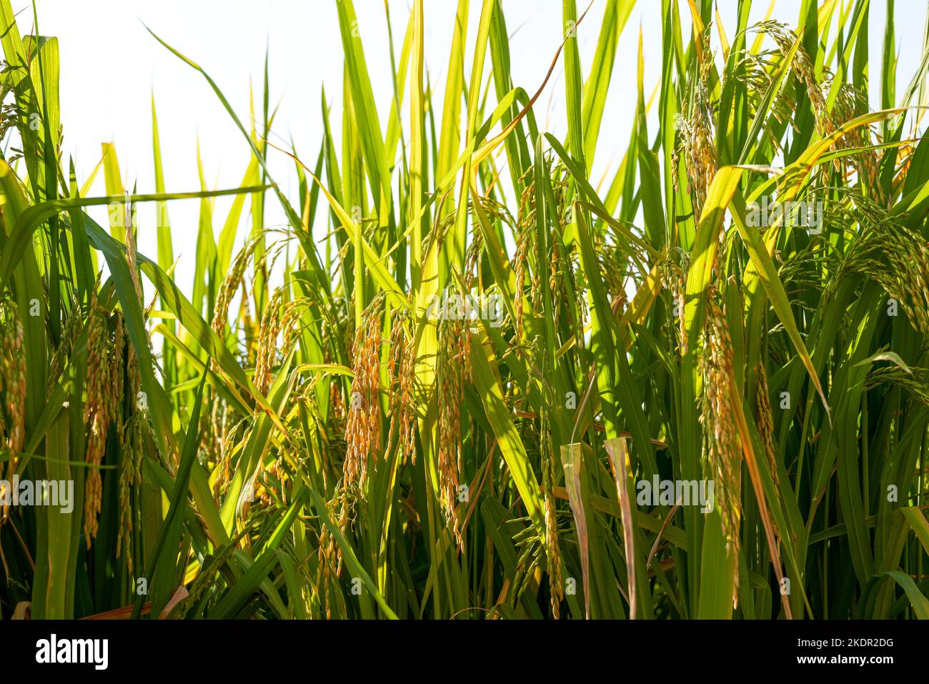 Dense with close grains hi-res stock photography and images - Alamy