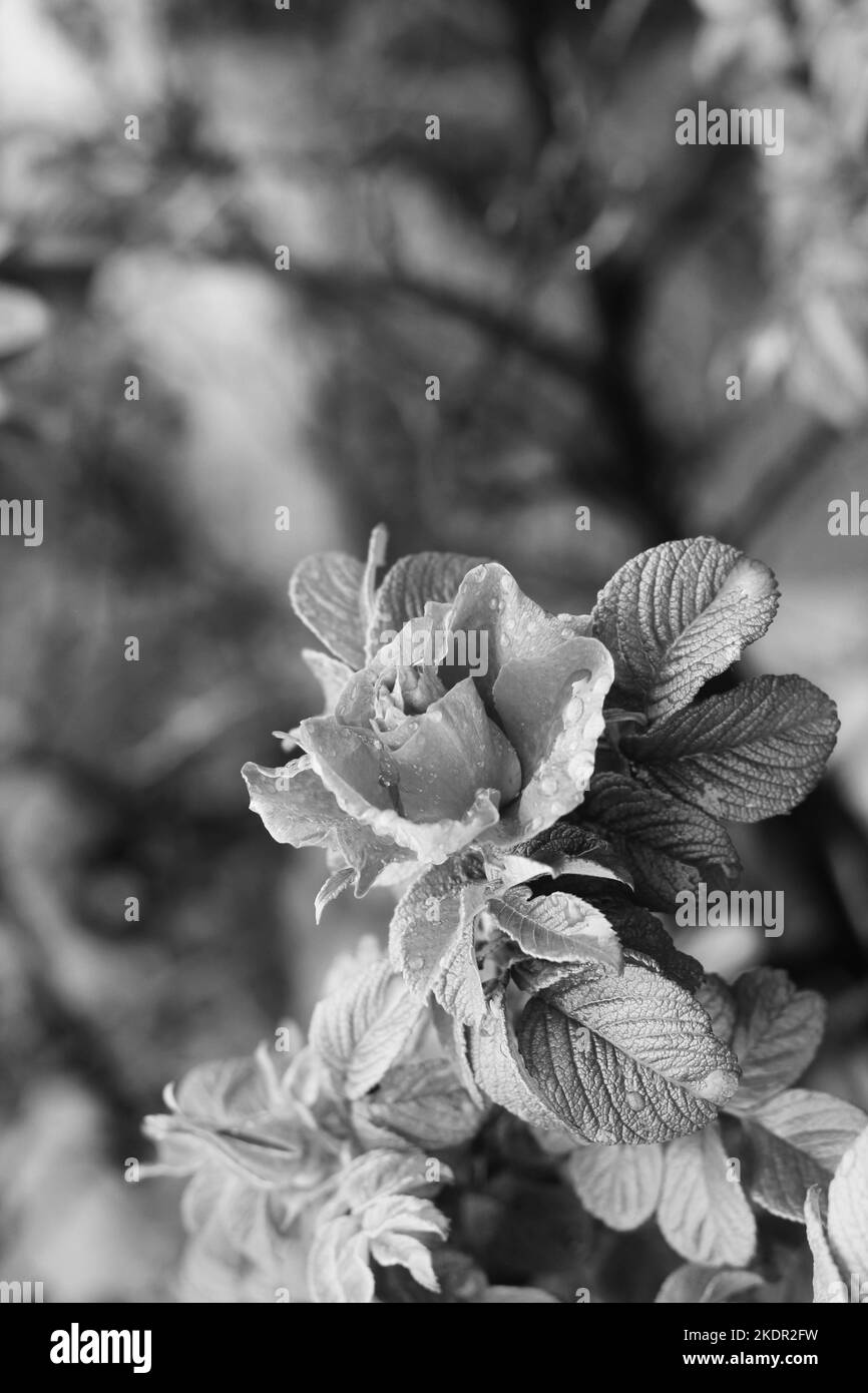Beautiful spring roses budding on the bush in a black and white ...