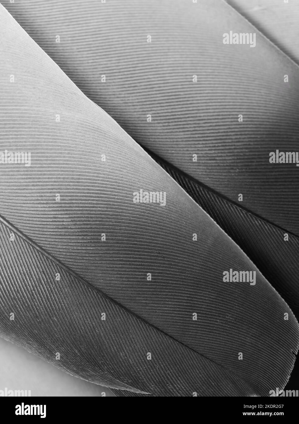 Grey feathers closeup shot. dark black and grey feathers background ...