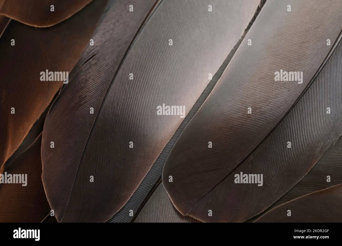 Soft bird photo hi-res stock photography and images - Alamy