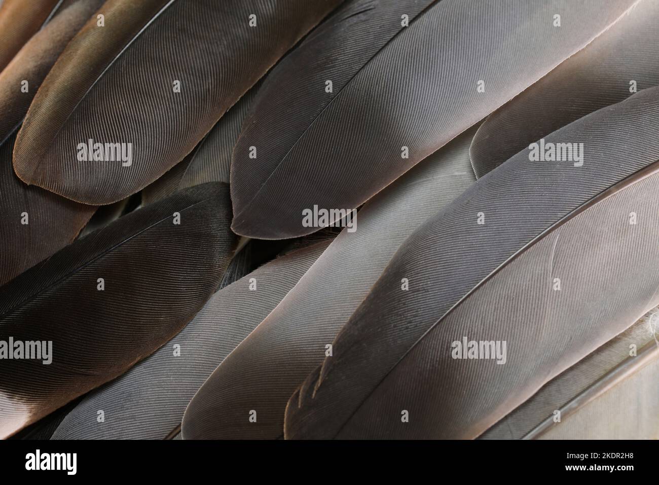 Grey and light brown plumage hi-res stock photography and images - Alamy
