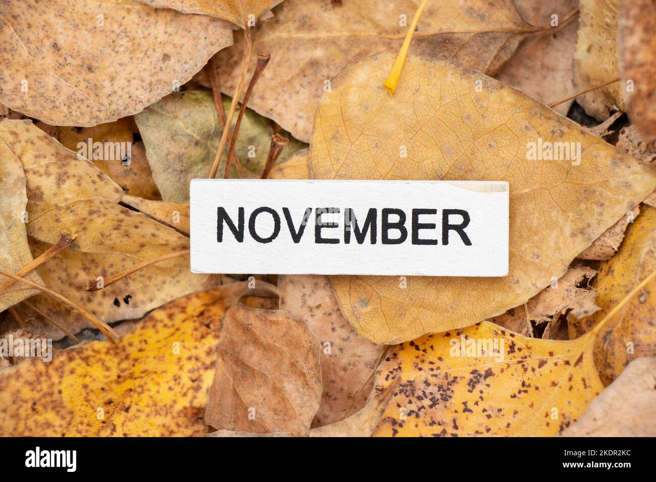 A wooden calendar with cubes and the name of the month of November lies ...