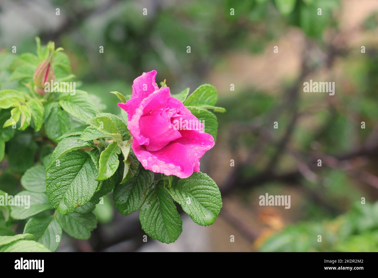 Beautiful spring roses budding on the bush Stock Photo - Alamy