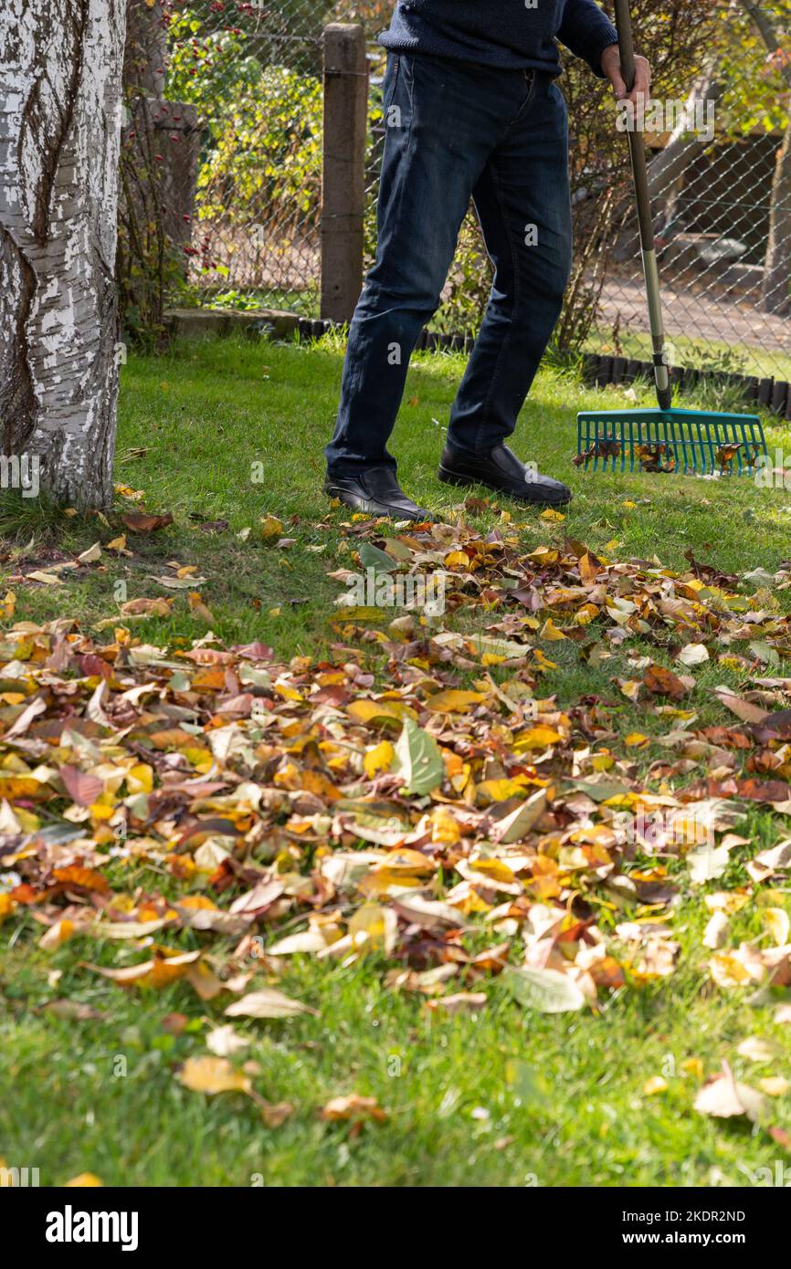 Older man sweeping the leaves in the garden in autumn Stock Photo - Alamy