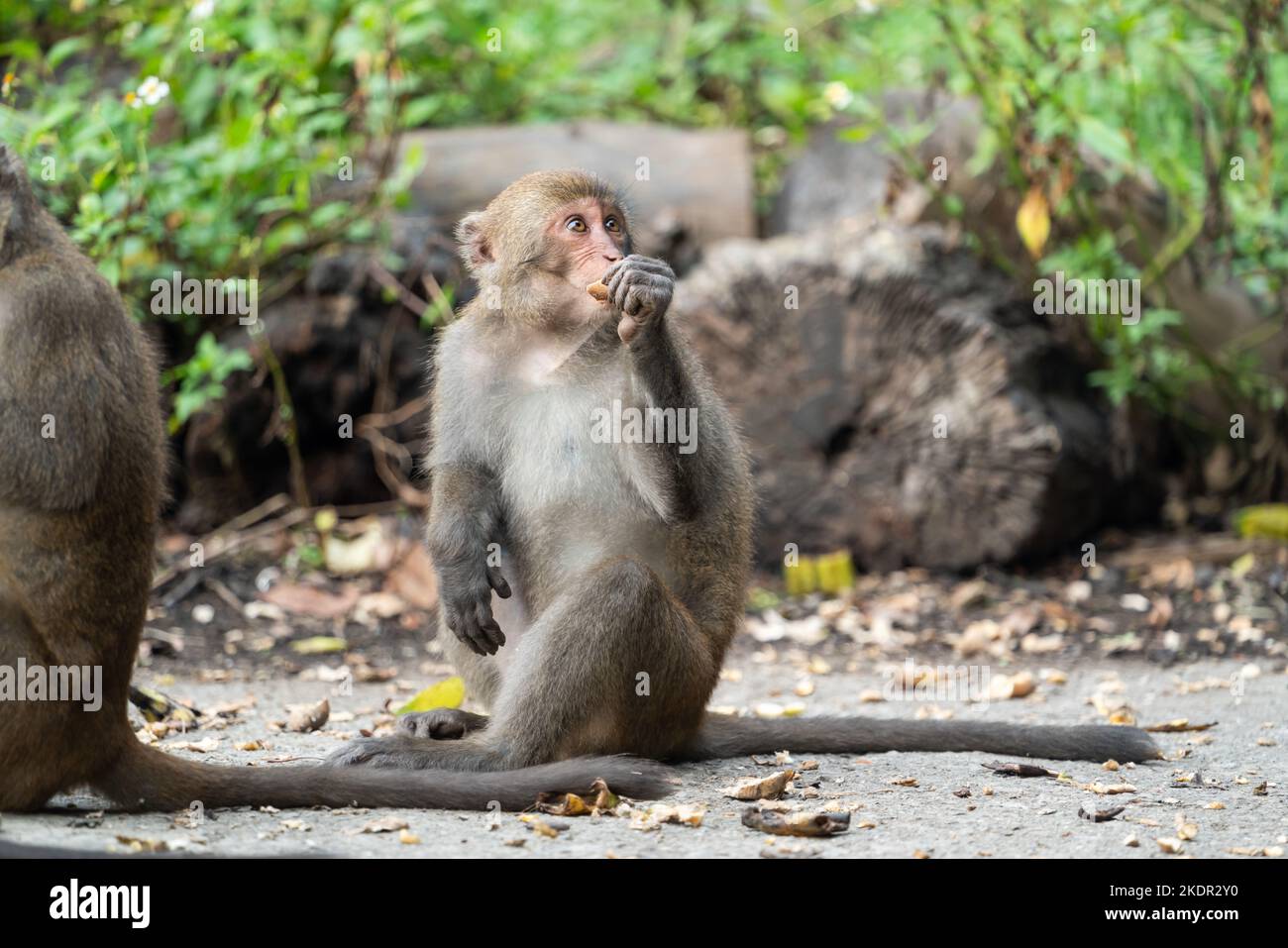 Wild Formosan macaque, Formosan rock monkey also named Taiwanese ...