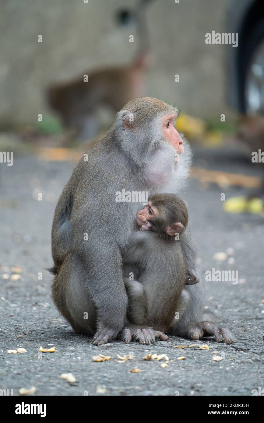 Wild Formosan macaque, Formosan rock monkey also named Taiwanese ...