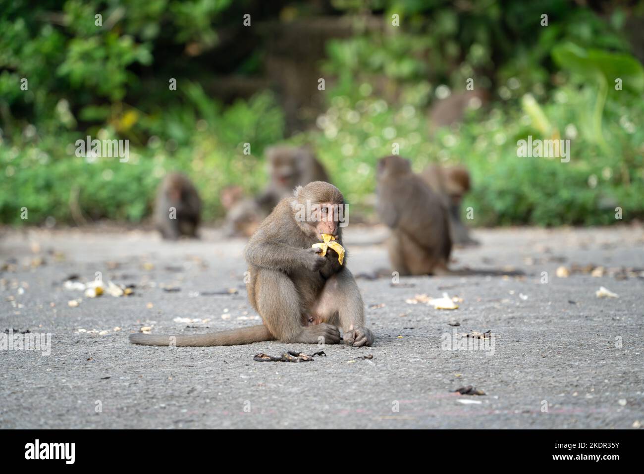 Wild Formosan macaque, Formosan rock monkey also named Taiwanese ...
