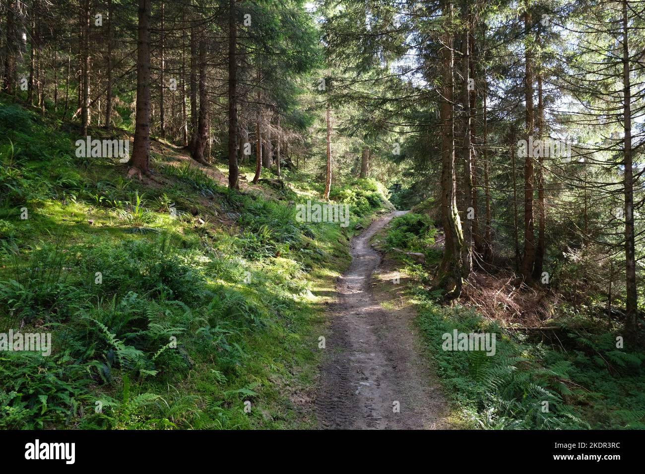 Trail through a Swiss alpine pine forest Stock Photo - Alamy