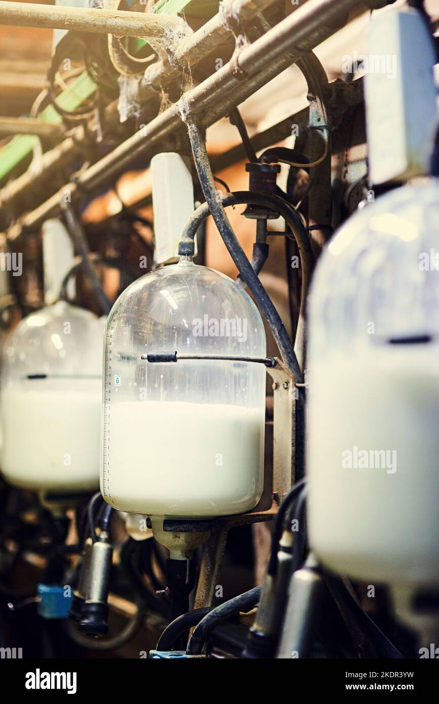 Precious produce. milk bottles being filled in a dairy Stock Photo - Alamy