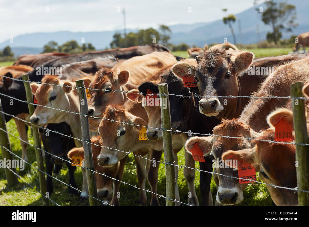 Good looking cows hi-res stock photography and images - Alamy