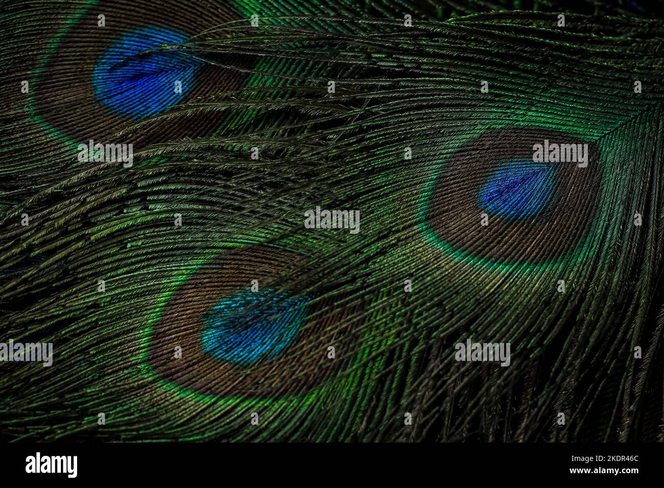 Beautiful and colorful peacock bird feathers seamless lines abstract ...