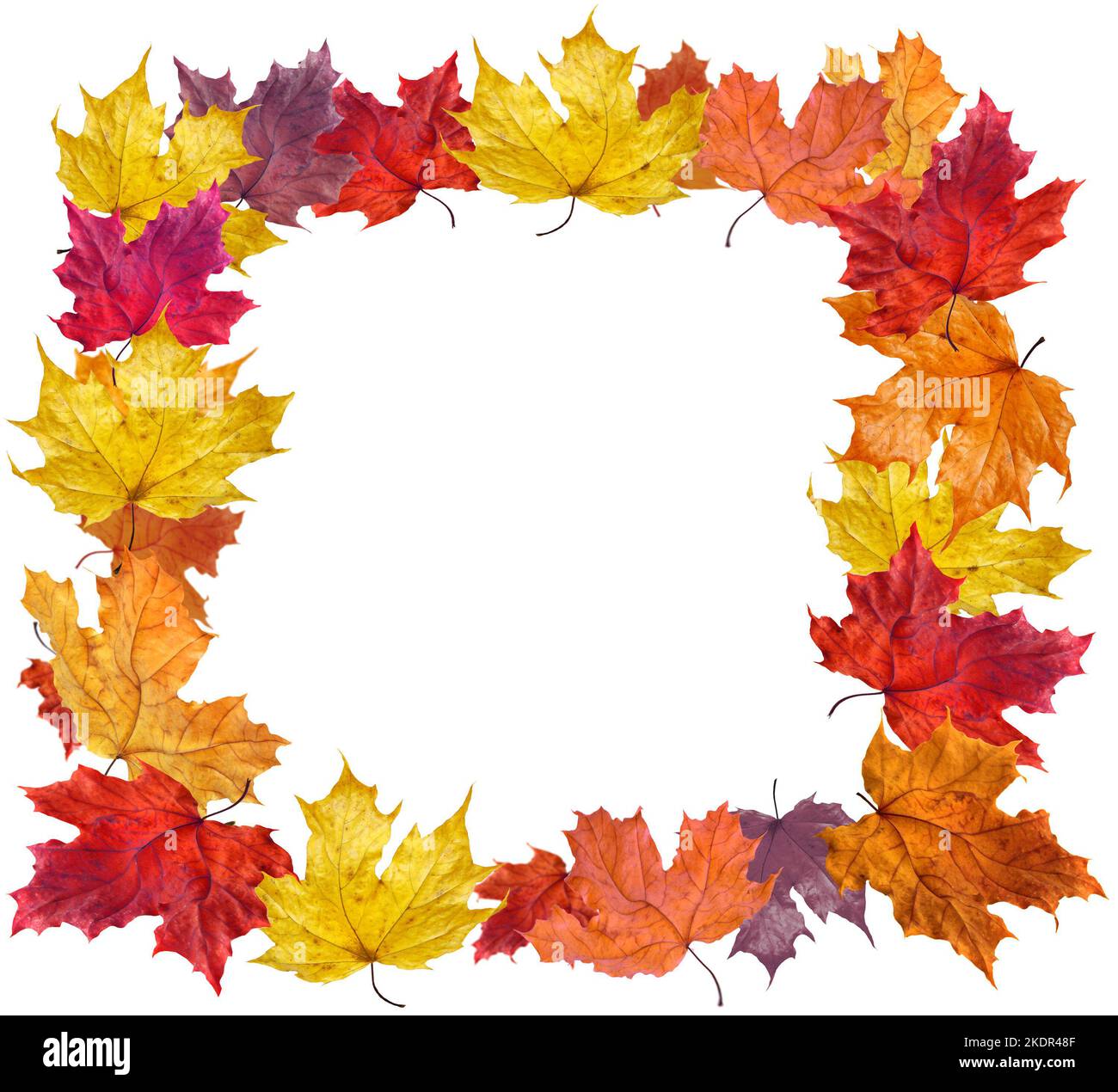 Realistic colorful autumn maple leaves framery border isolated, use ...