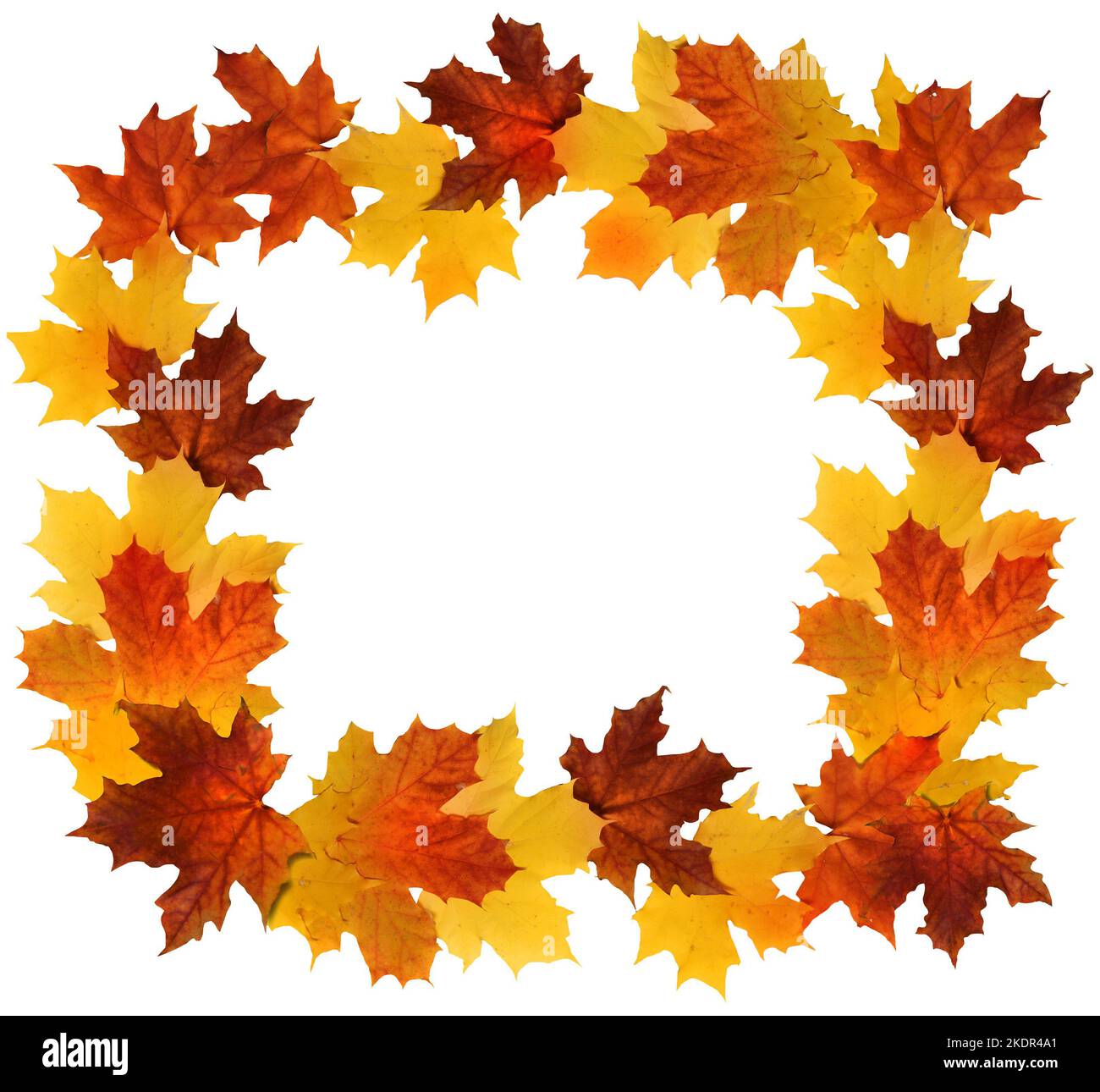 Colorful red, orange and yellow autumn maple leaves border isolated ...